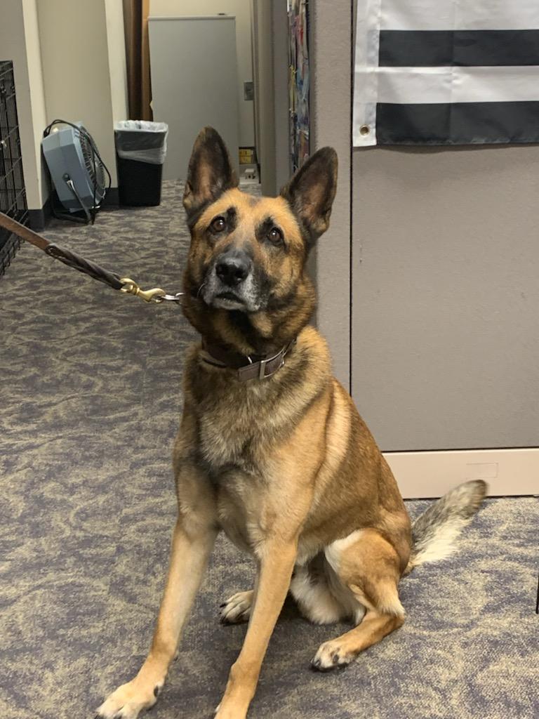 Help Our Military and Police Dogs