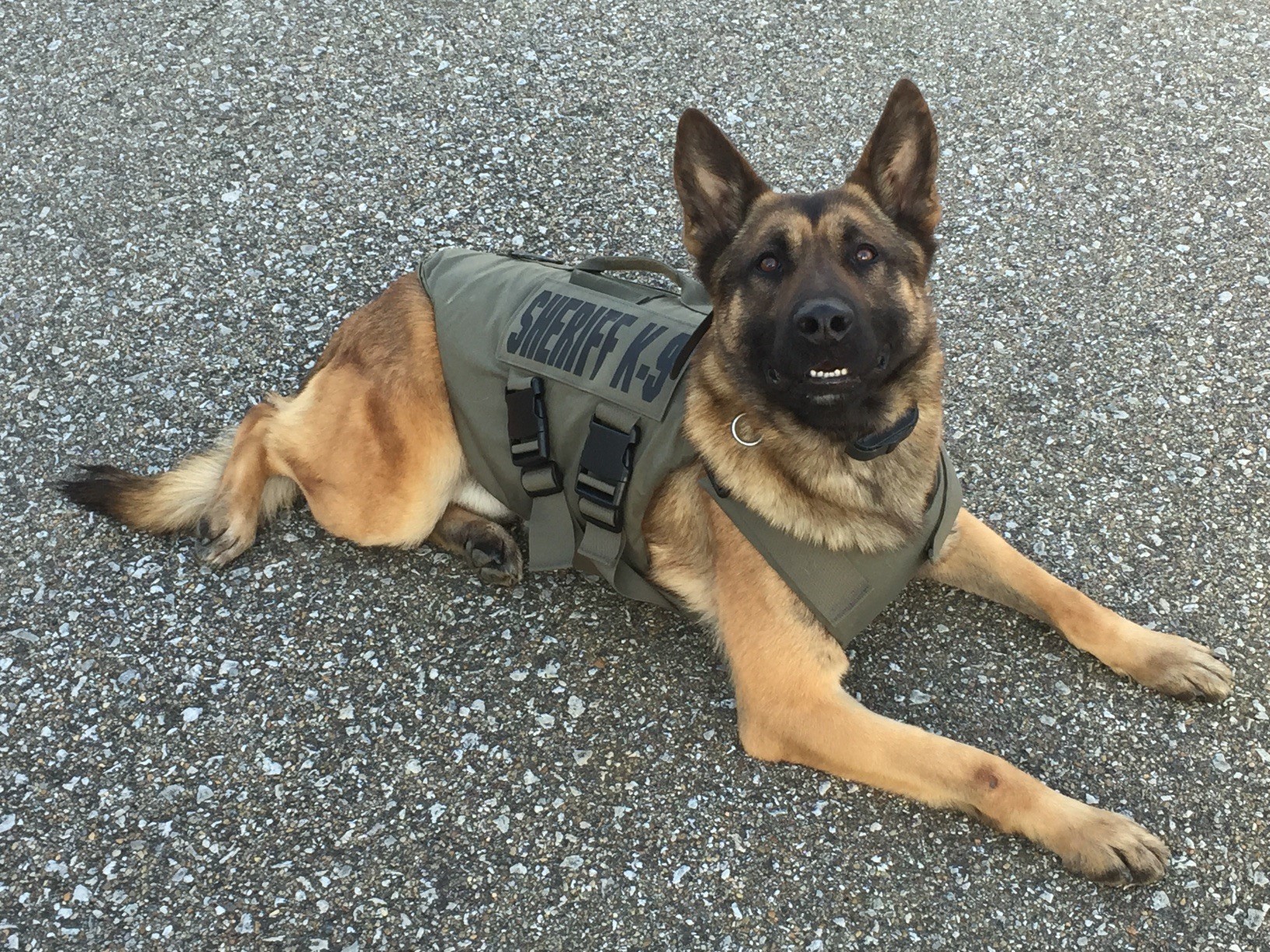 Help Our Military and Police Dogs