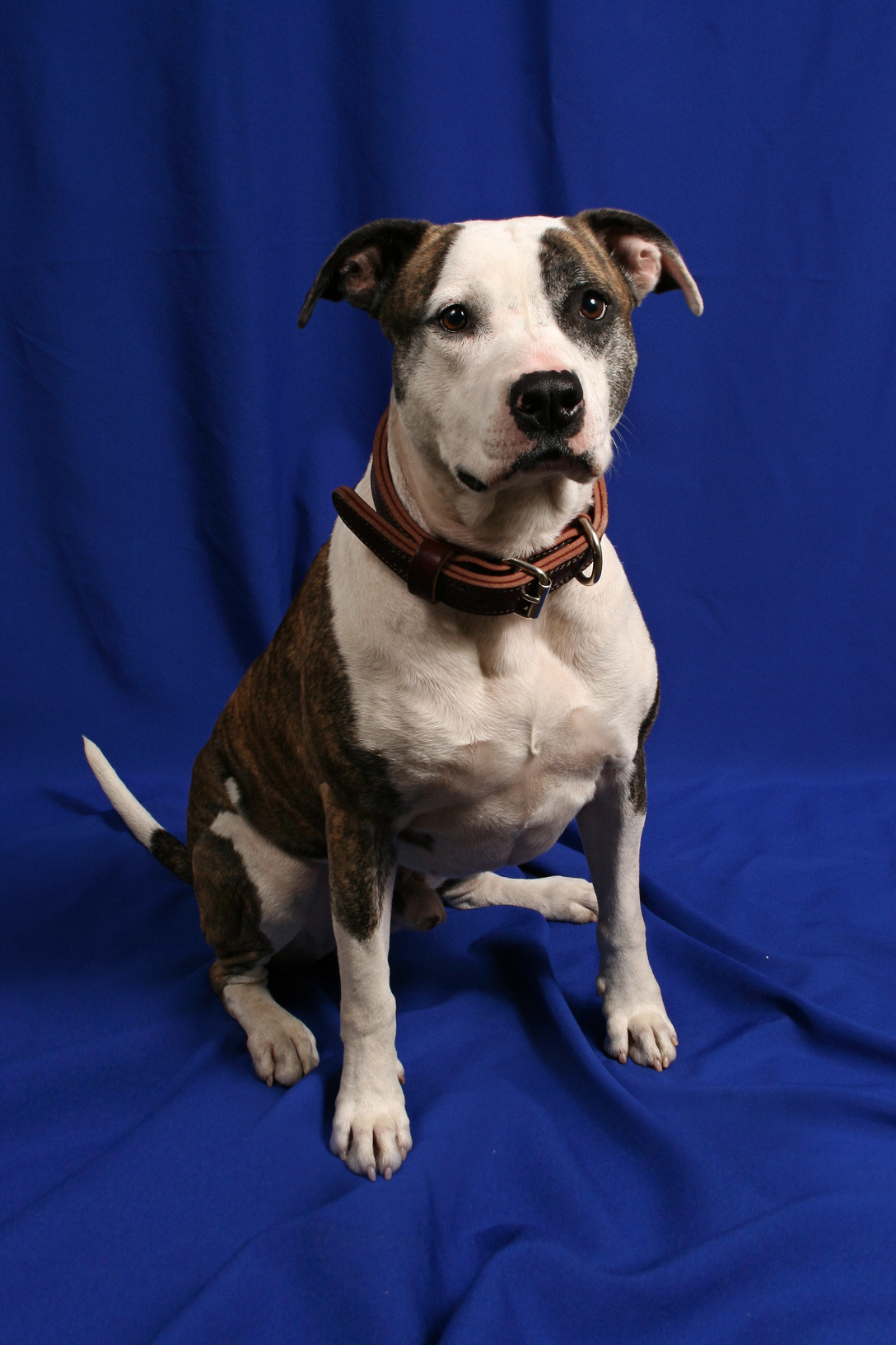 Help Our Military and Police Dogs