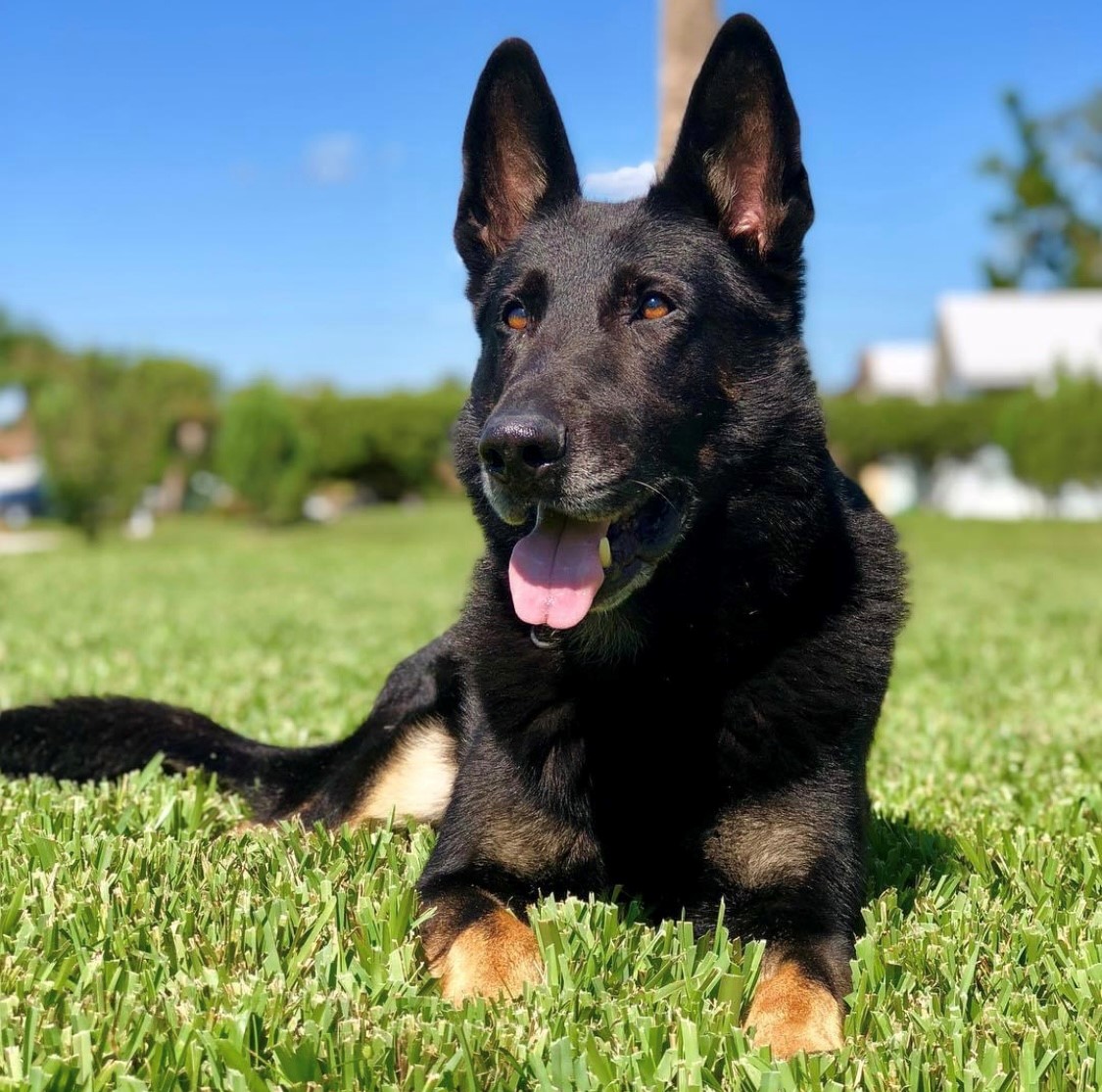 Help Our Military and Police Dogs