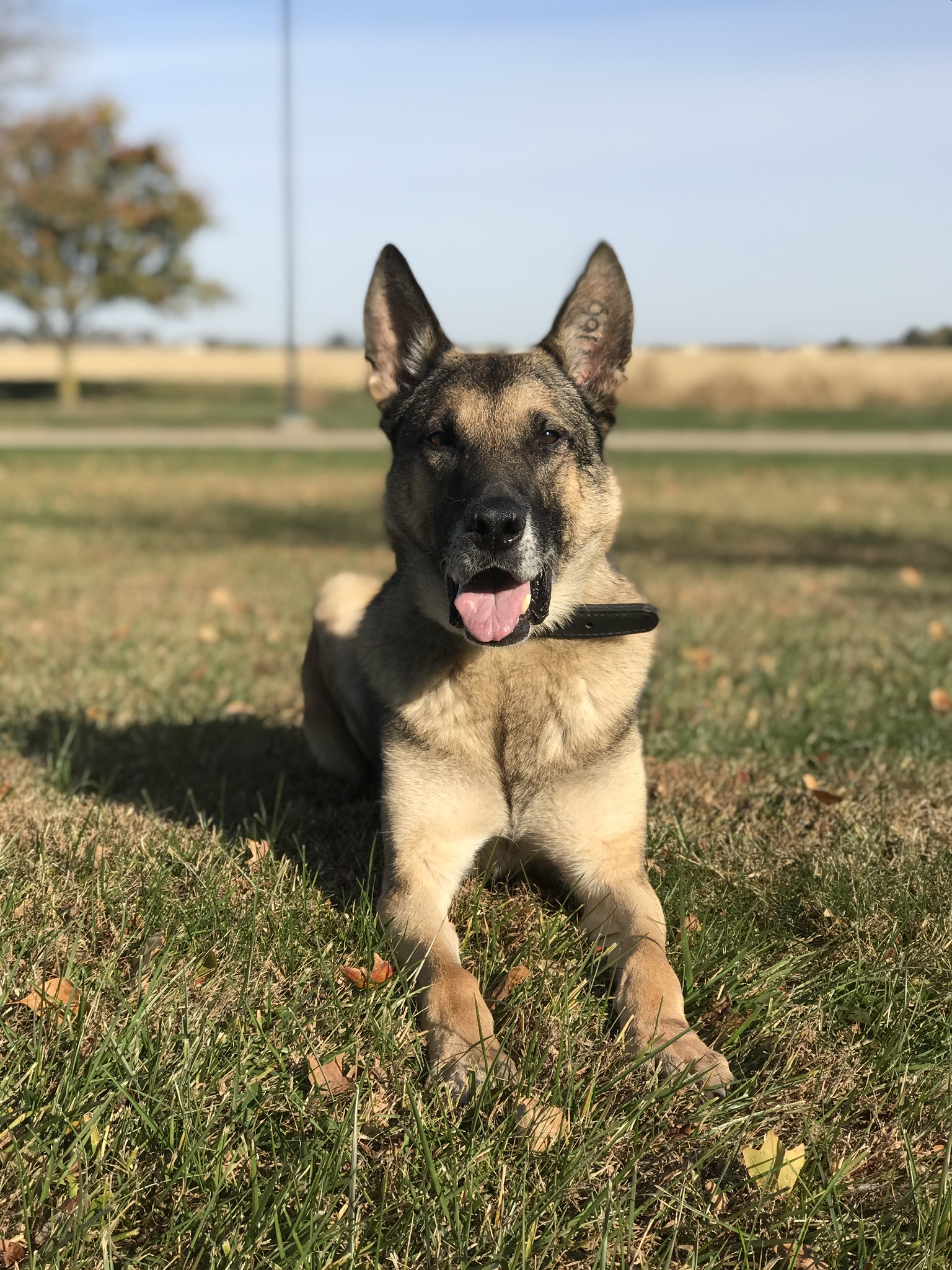 Help Our Military and Police Dogs